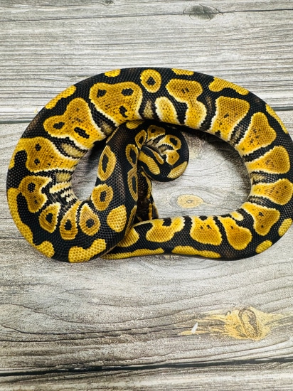 Lace Ball Python by Balls Deep Reptiles LLC