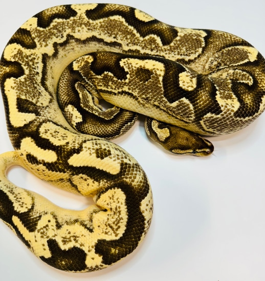 ODYB Fire Calico Ball Python by Balls Deep Reptiles LLC