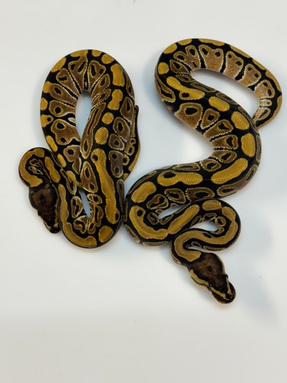 1.1 Vanilla Triple Het TSK/Hypo/Clown Ball Python by Balls Deep Reptiles LLC