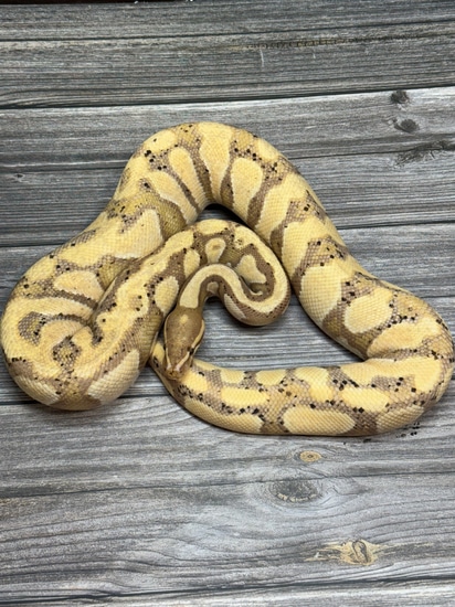 1.1 Banana DH Clown/Pied Combo Ball Python by Kinky Link Ball Pythons