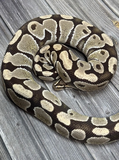 Desert Ghost Het Hypo Ball Python by Balls Deep Reptiles LLC