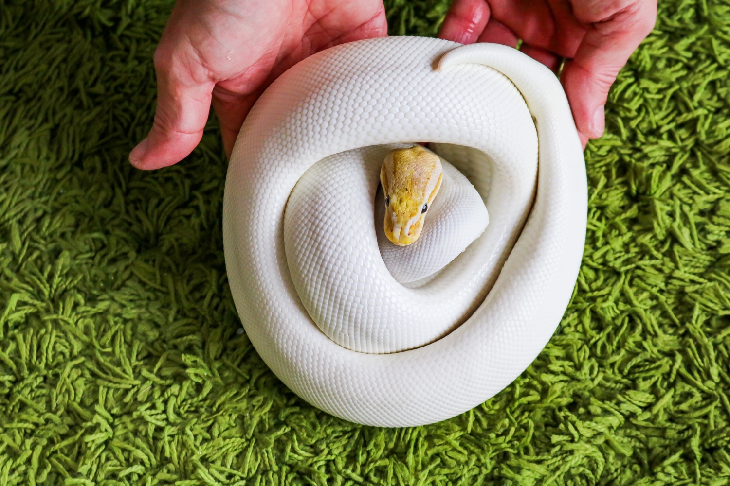 Banana Cinnamon Pastel Pied Ball Python by Ball Pythons For All ...