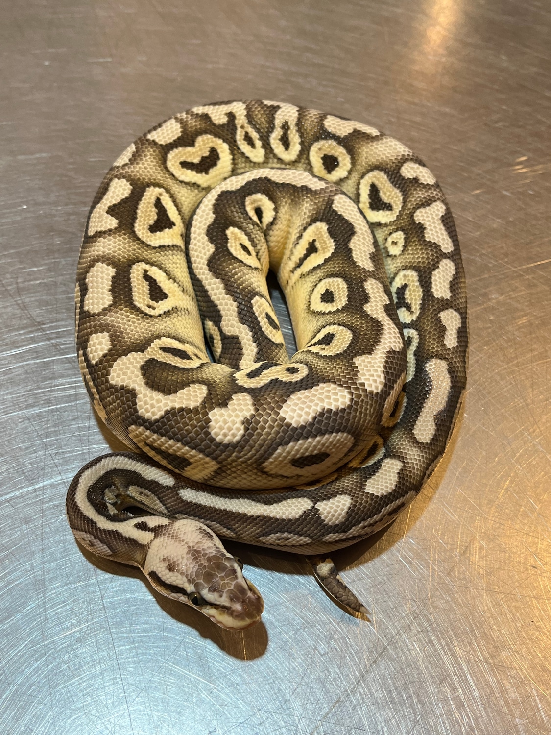 Super Citrus-Pastel Mystic Ball Python by The Ball Shack - MorphMarket