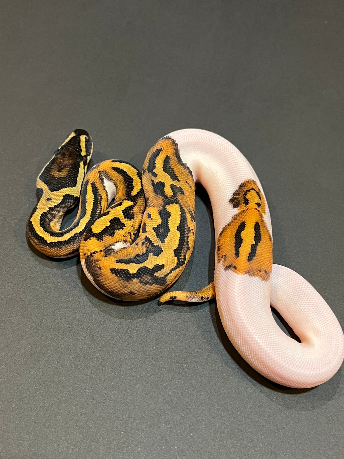 Piebald Ball Python by The Ball Shack - MorphMarket