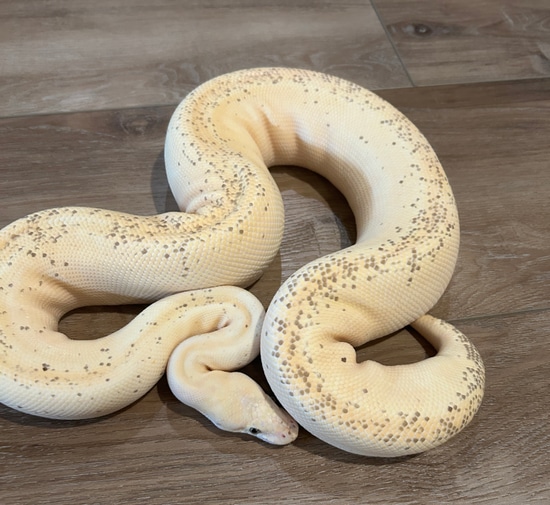 Superblast Superstripe Ball Python by Ball's InThe Bush