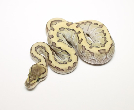 Butter Pinstripe Desert Ghost Ball Python by The Ballsnake Bakery