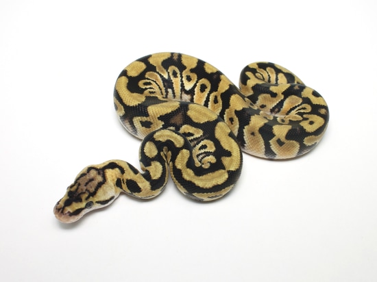 Pastel Crypton Het Desert Ghost '22 Ball Python by The Ballsnake Bakery ...