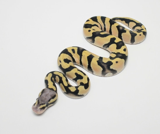 Pastel Orange Dream Desert Ghost '23 Ball Python by The Ballsnake Bakery