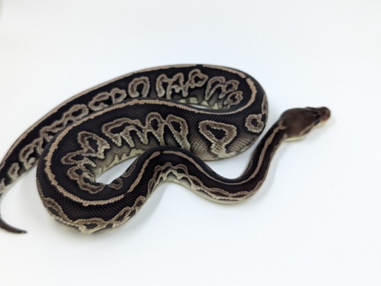 Gargoyle - Cinnamon, Het Red Axanthic Ball Python by Balls N Potions
