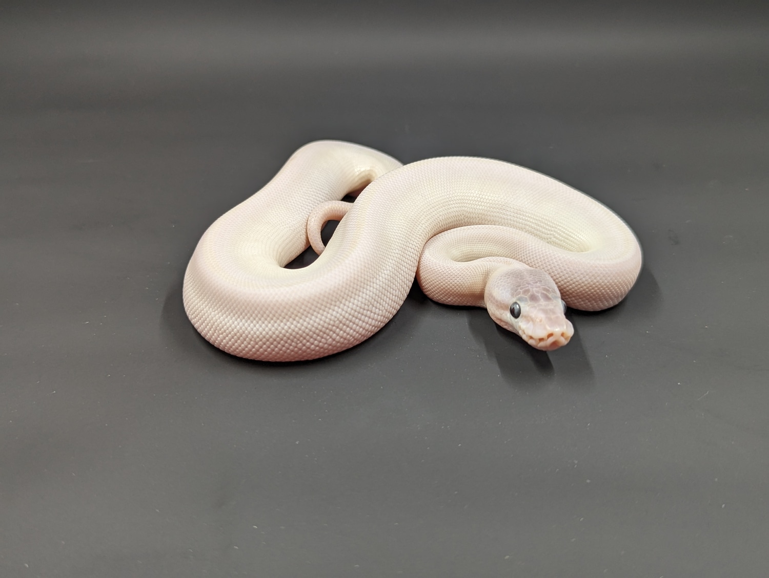 Blue Eyed Lucy, Super Mojave Yellow Belly Pos Fire Ball Python by Balls ...