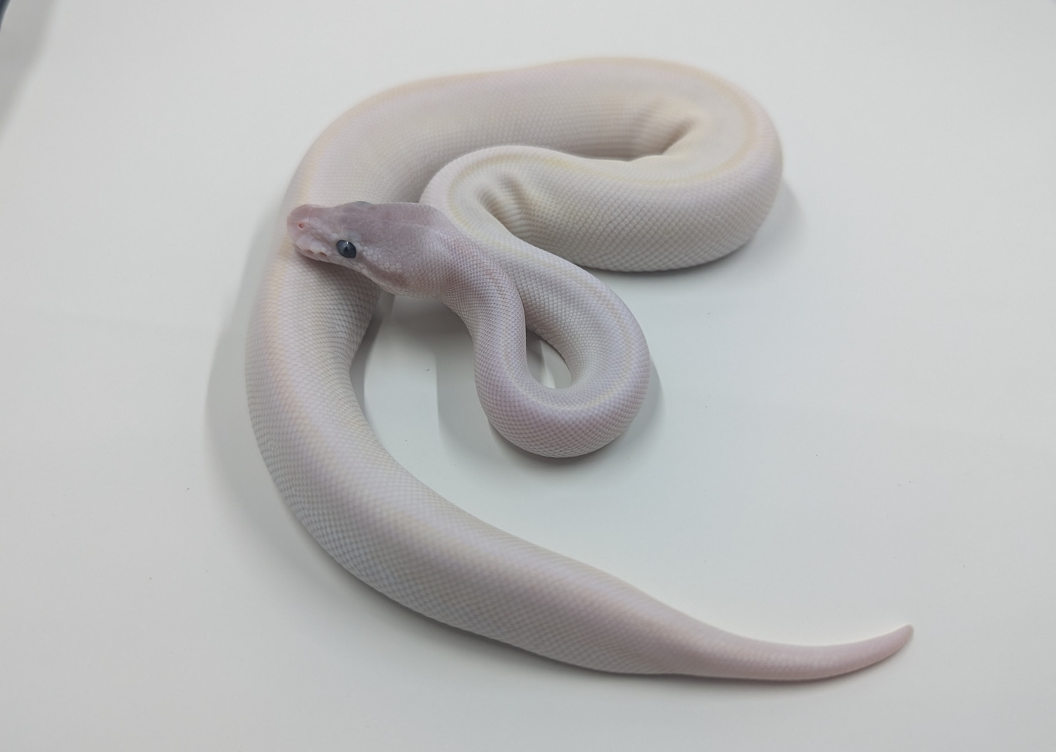 Blue Eyed Lucy, Super Mojave Yellow Belly Pos Fire Ball Python by Balls ...
