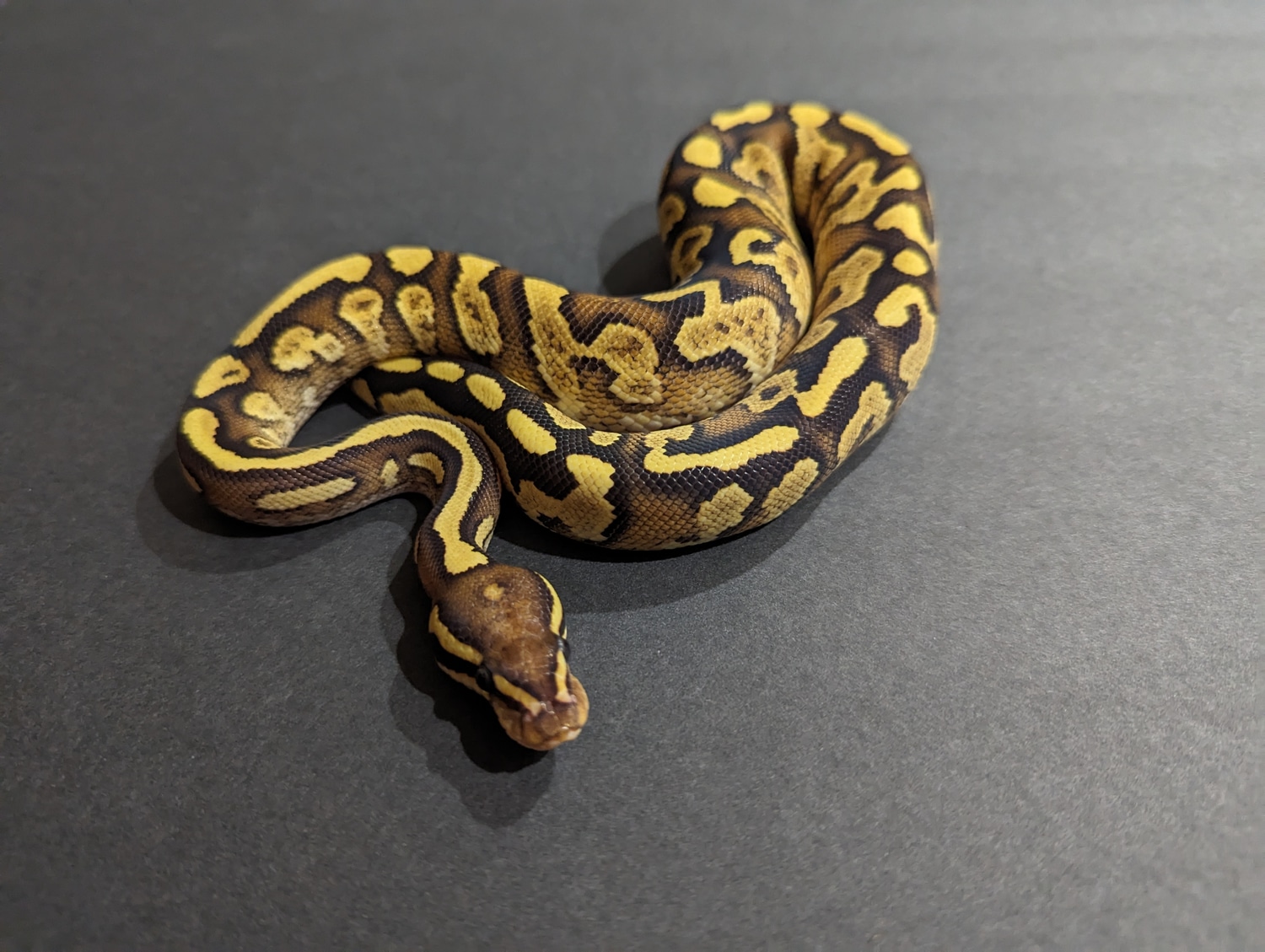 Phantom Fire Yellow Belly Ball Python by Balls N Potions - MorphMarket