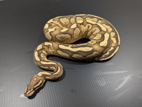 Phantom Fire Yellow Belly Ball Python by Balls N Potions