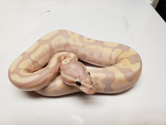 Banana Fire Ball Python by Mighty Morphin Python Regius