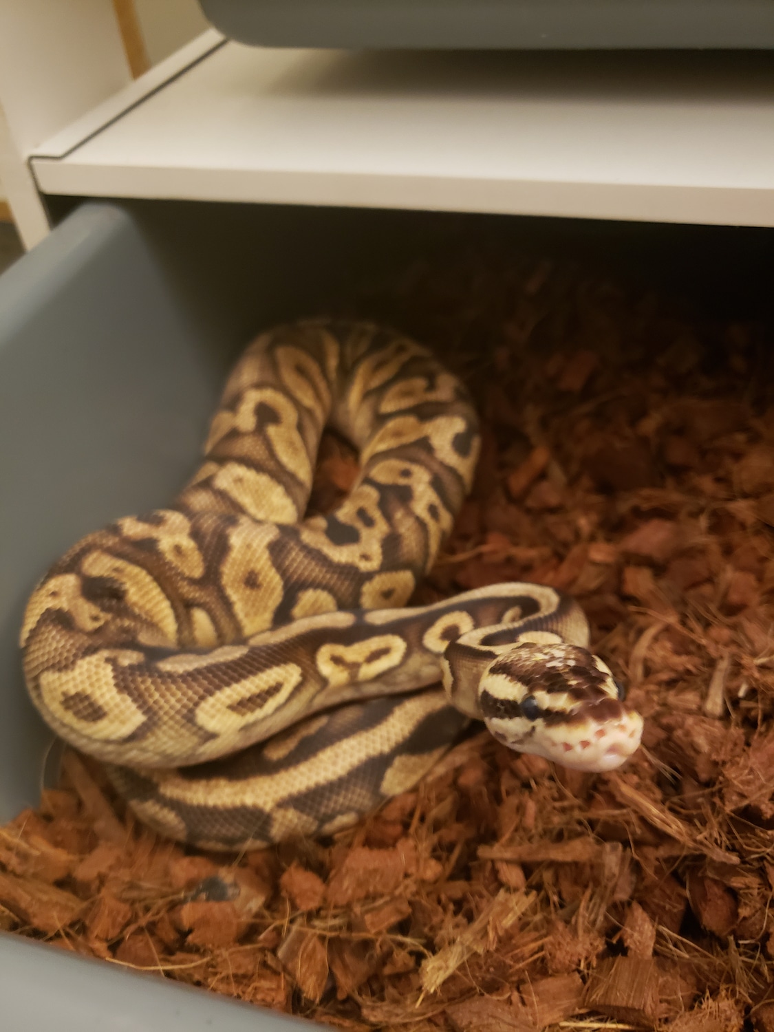 Super Pastel Specter Ball Python by Mighty Morphin Python Regius ...