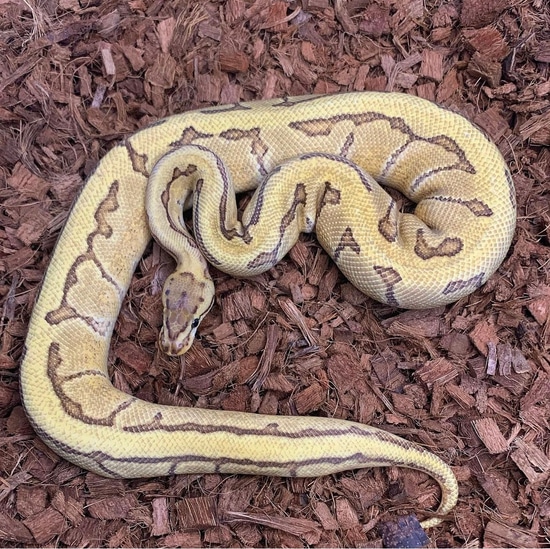 Enchi Pinstripe Het Desert Ghost Ball Python by Balls Of Fury Ball Pythons