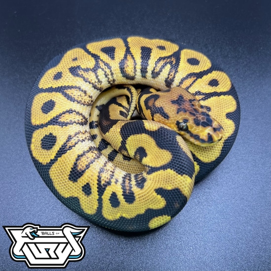 Yellowbelly Spotnose Clown Ball Python by Balls Of Fury Ball Pythons