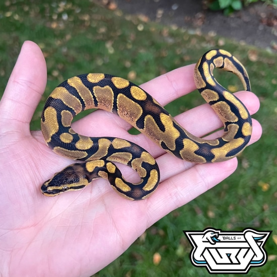 Enchi 100% Het Hypo 50% Het Piebald Ball Python by Balls Of Fury Ball Pythons
