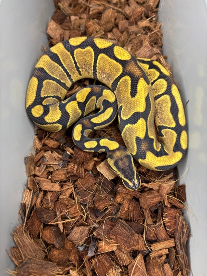 Enchi (OD) 100% Het Hypo 50% Het Piebald Ball Python by Balls Of Fury ...