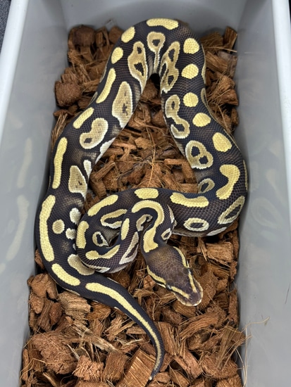 Mojave Or Mystic 100% Het Clown Ball Python by Balls Of Fury Ball Pythons