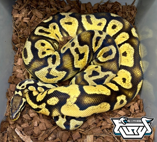 Pastel Orange Dream Yellowbelly Ball Python by Balls Of Fury Ball Pythons