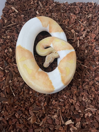 Dreamsicle (READY TO BREED) Ball Python by Balls Of Fury Ball Pythons