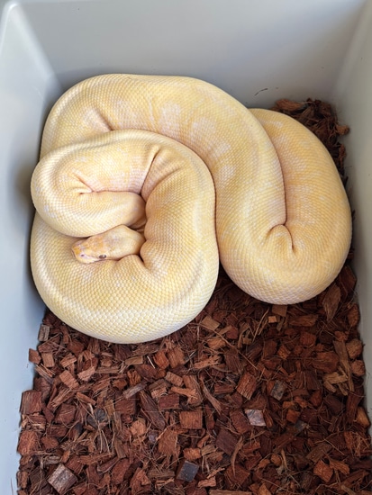 Lavender Albino Spider Het Pied (Ready To Breed) Ball Python by Balls ...
