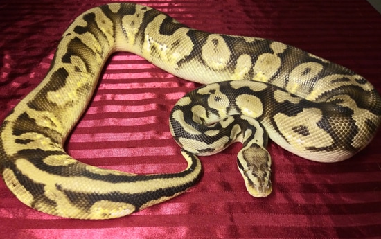 Pastel Calico Yellow Belly Ball Python by Shinigami Serpents