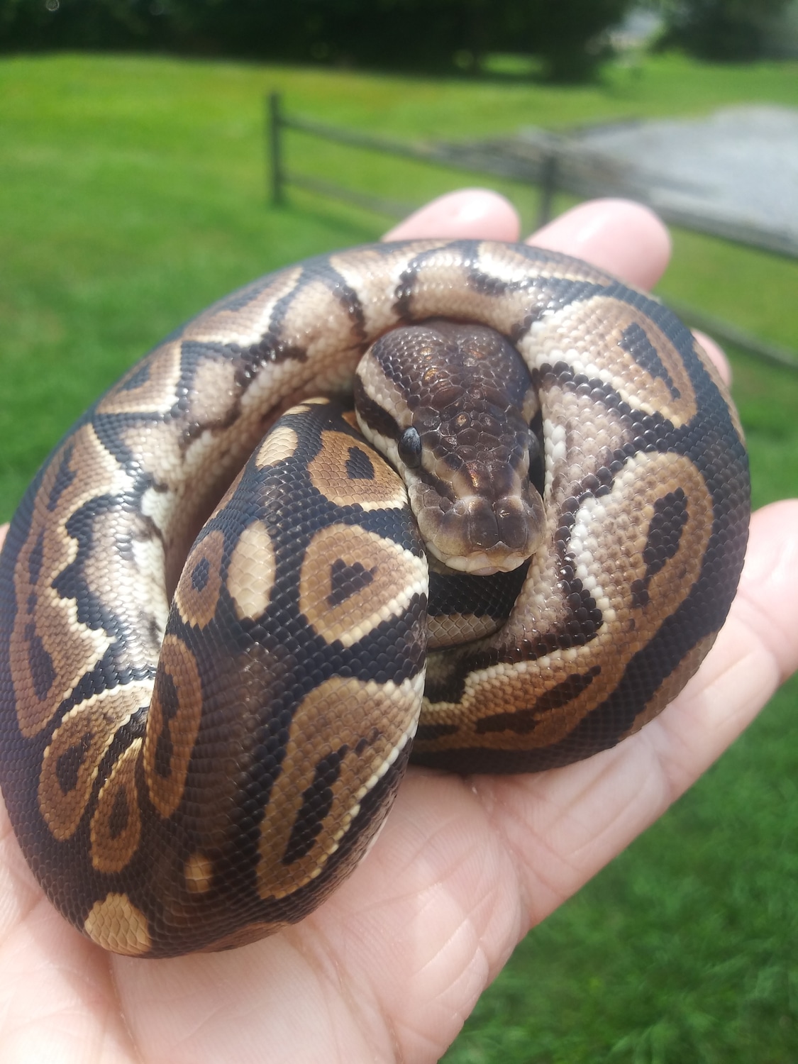 Cinnamon Het Clown Or Het Cryptic Ball Python by Shinigami Serpents ...
