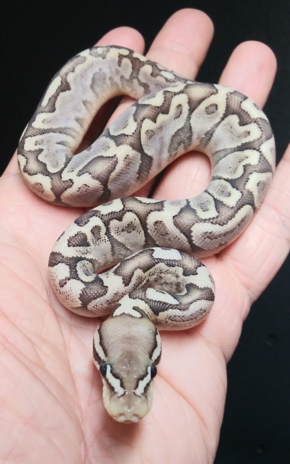 Pastel Bamboo Ball Python by Shinigami Serpents - MorphMarket