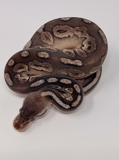 Pewter Yellow Belly Probable Mahogany 50% Het Clown Ball Python by ...