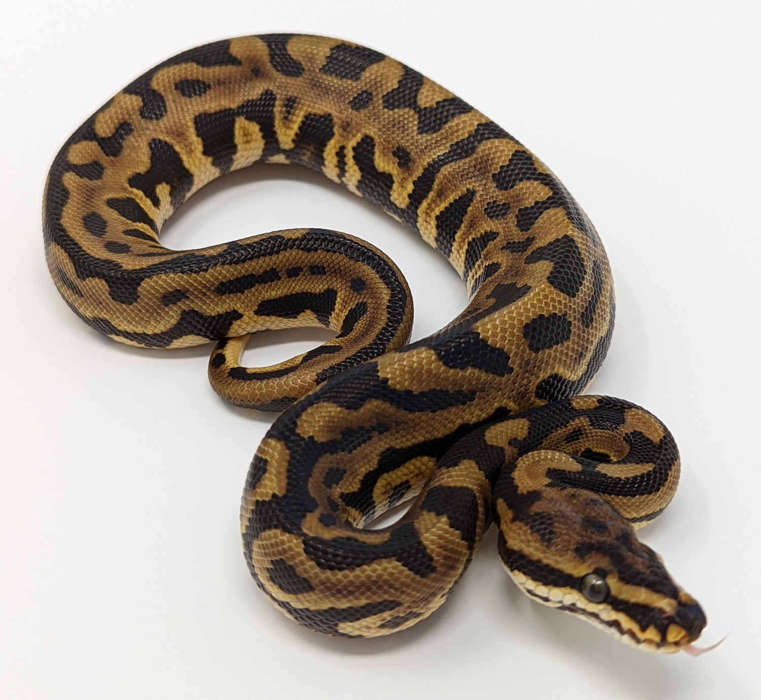 GHI Spotnose Leopard 50% Het Clown Or Het Cryptic Ball Python by ...