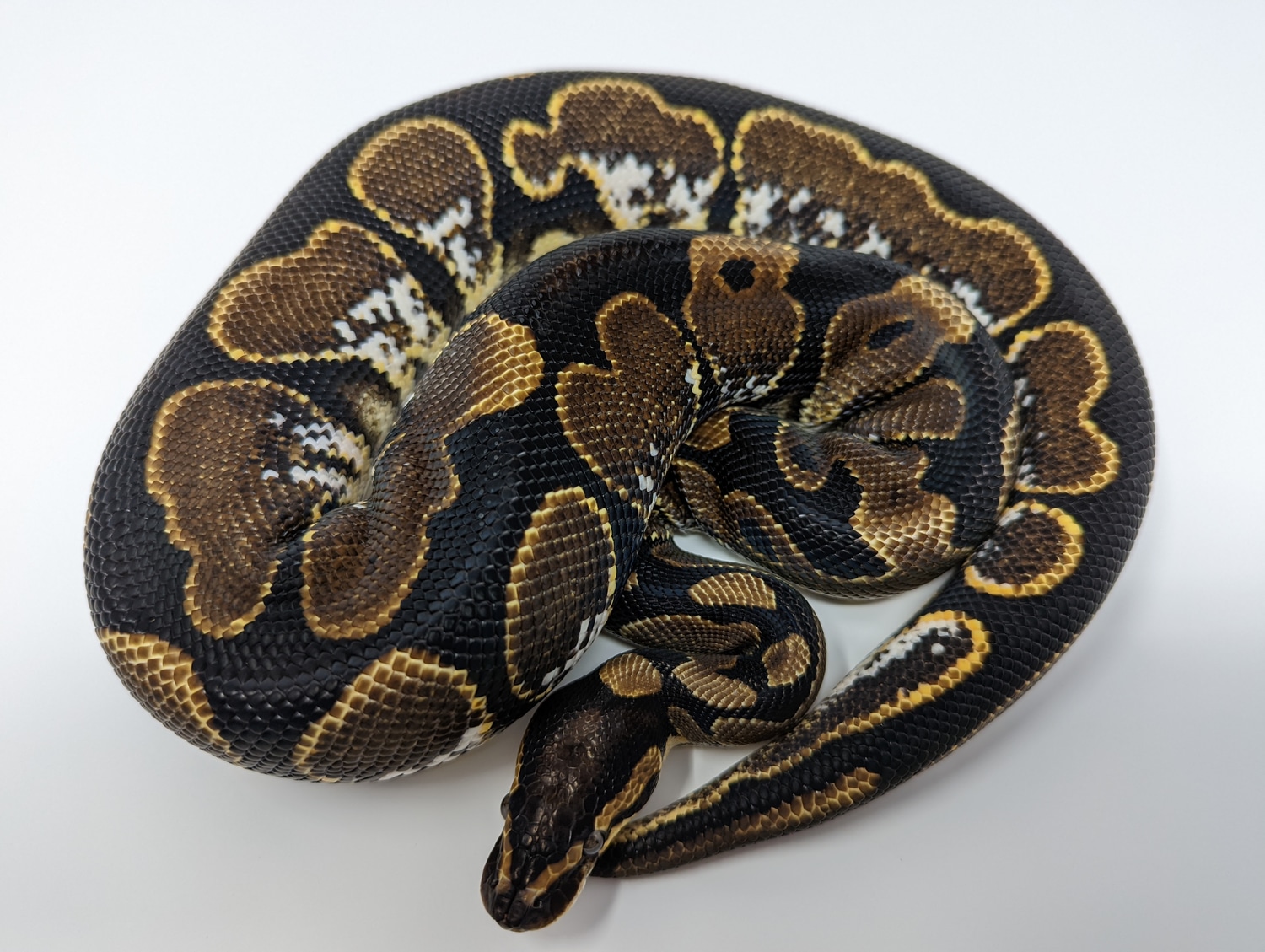 Sugar Ball Python by Shinigami Serpents - MorphMarket