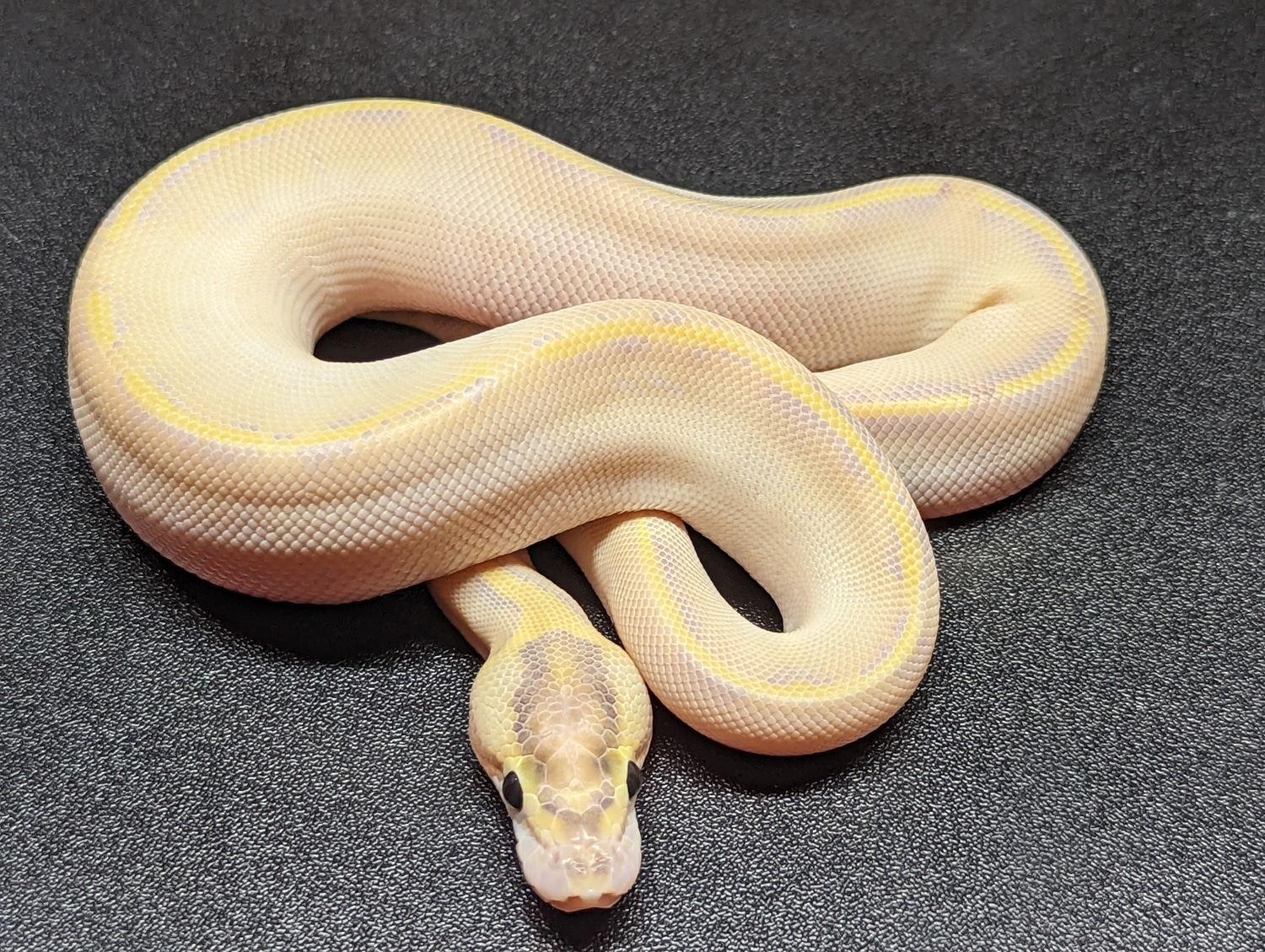 Enchi Ivory Ball Python by Shinigami Serpents - MorphMarket