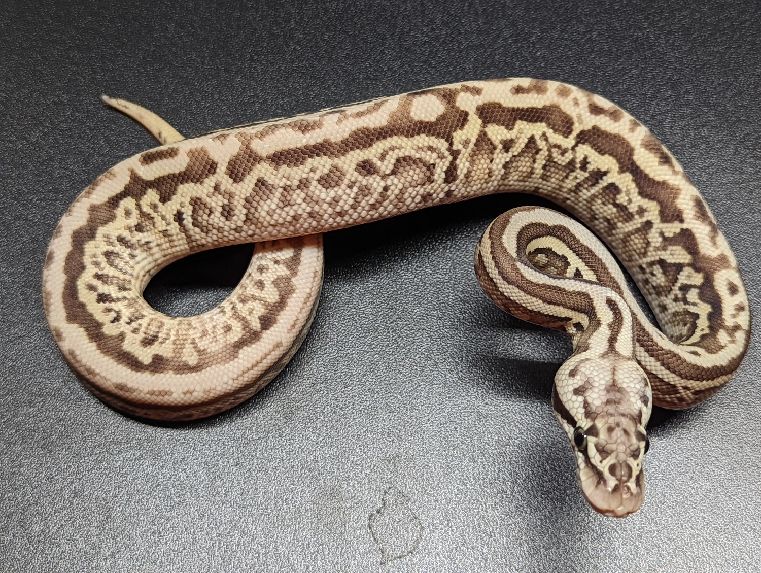 Pastel Mocha Leopard Spotnose Cinnamon 50% Het Clown Ball Python by ...