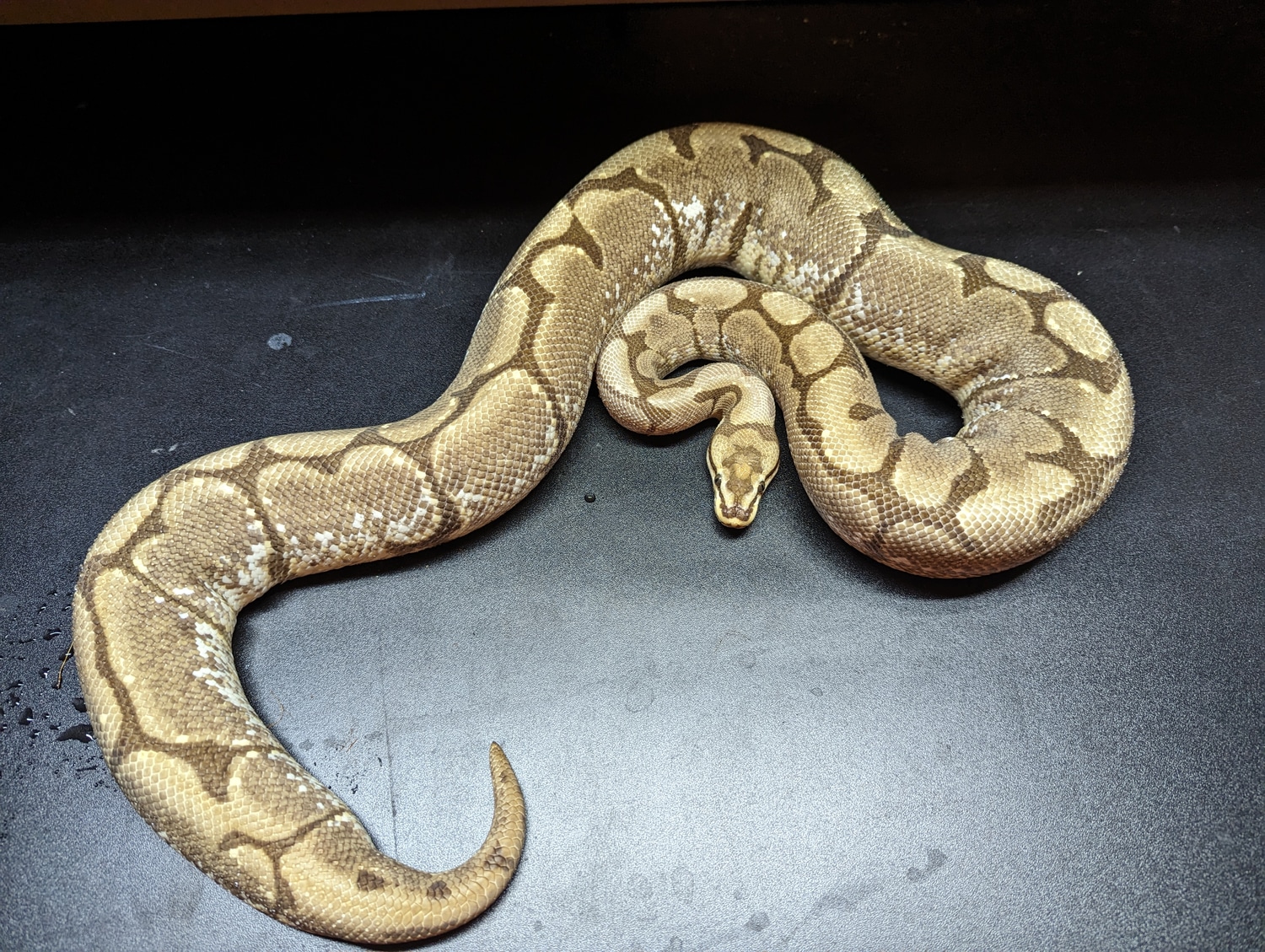 Spider Fire Yellow Belly Ball Python by Shinigami Serpents - MorphMarket