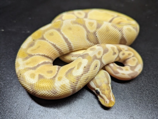 Pastel Banana Dinker Female Maker Ball Python by Shinigami Serpents