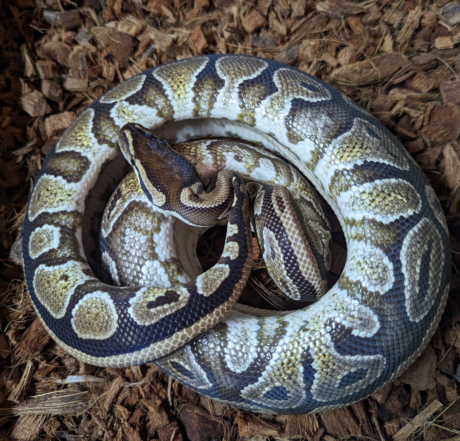 Mocha Arroyo Ball Python by Shinigami Serpents - MorphMarket