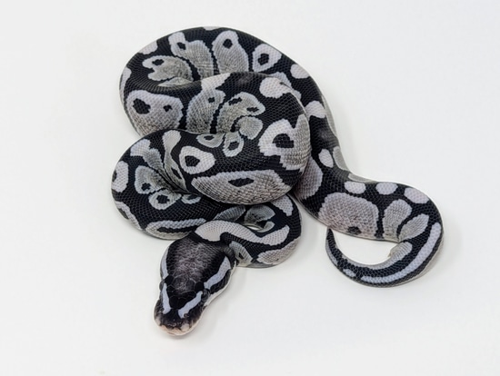 Desert Ghost VPI Axanthic Ball Python by Shinigami Serpents