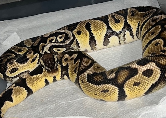 Thor Ball Python by Balls To The Wall Exotics