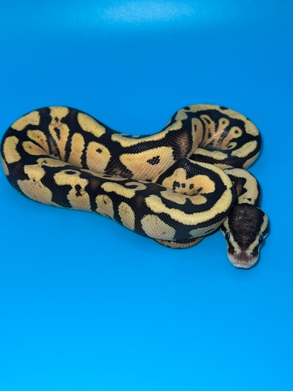 Firefly Ball Python by Balls To The Wall Exotics