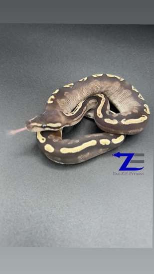 Super GHI Mojave Ball Python by Ballz-E-Pythons