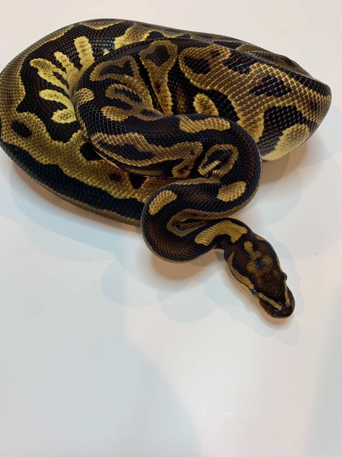 Leopard Yellow Belly Het Clown Ball Python by Baltimore Balls - MorphMarket