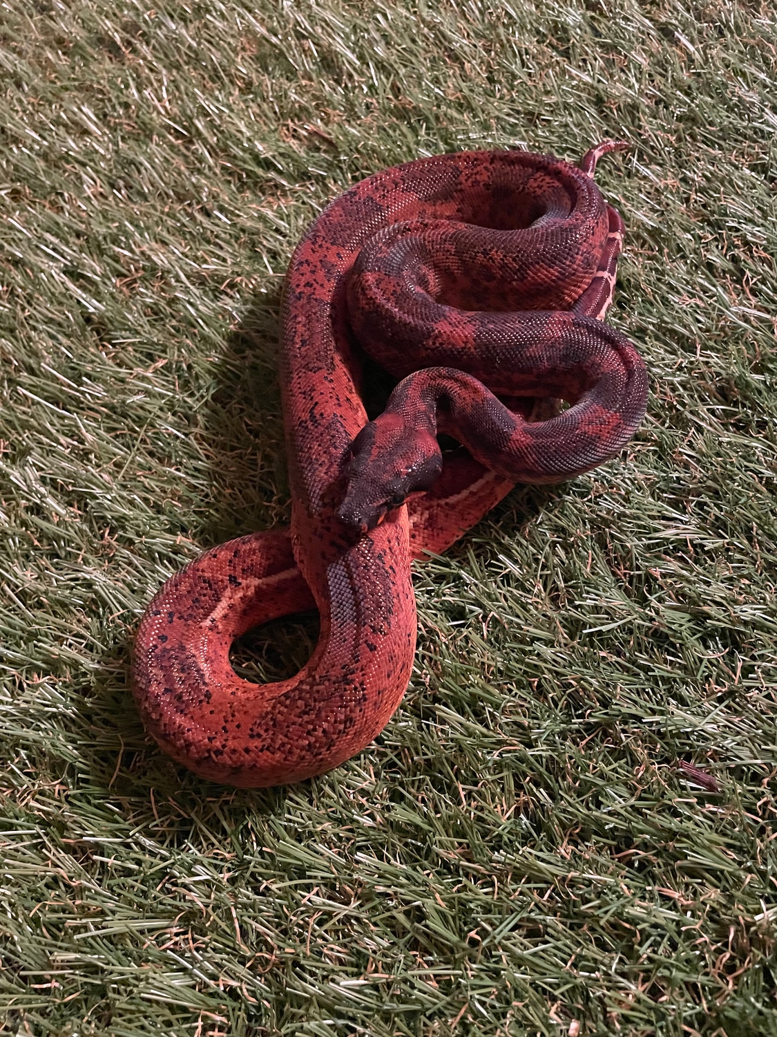 Leopard Hypo 50% Possible Het Kahl Albino Dark Red Boa Constrictor by ...