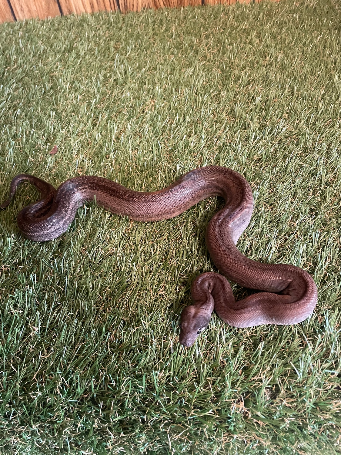 Eclipse ( Motley Leopard) 50% Possible Het Kahl Albino Boa Constrictor ...