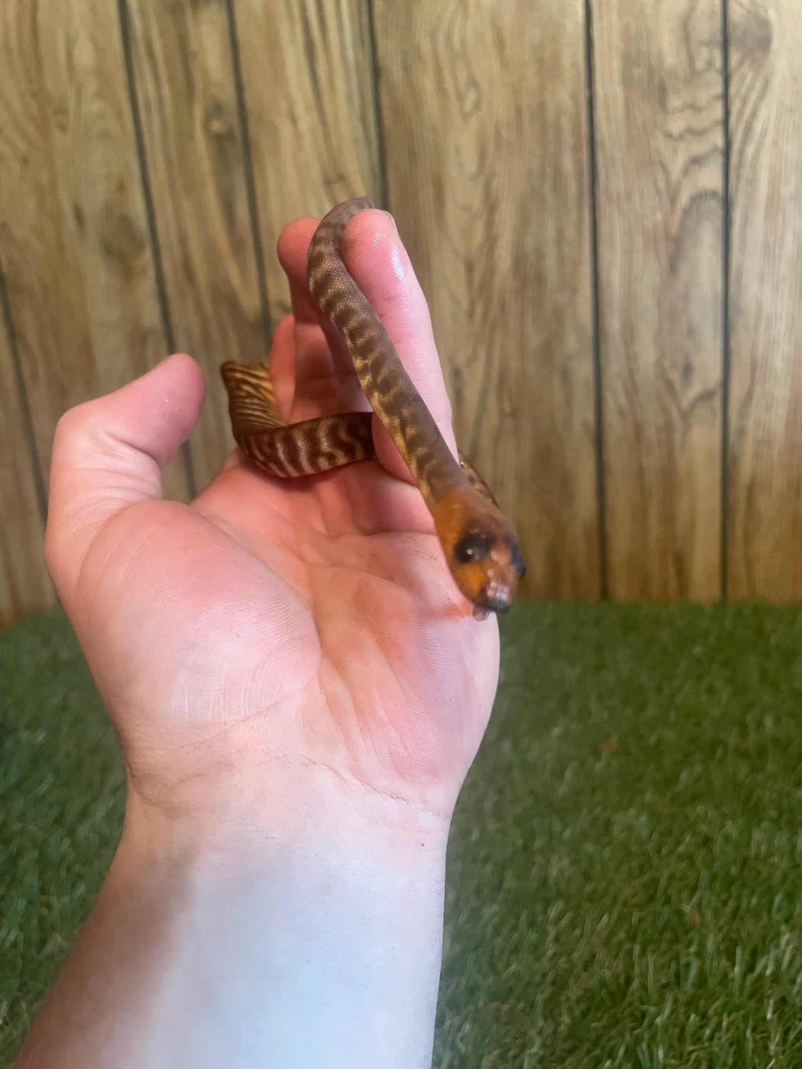 Woma Python by Ohio Valley Reptiles - MorphMarket