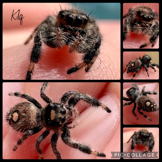 CB I7 Female P. Regius “Regal” Jumping Spider by Giggle’s Jumping Joys