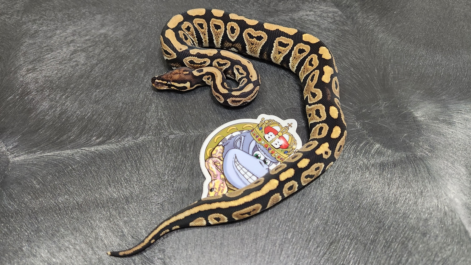 Blackhead Spotnose 100% Dh Hypo Clown FREE SHIPPING! Ball Python by ...
