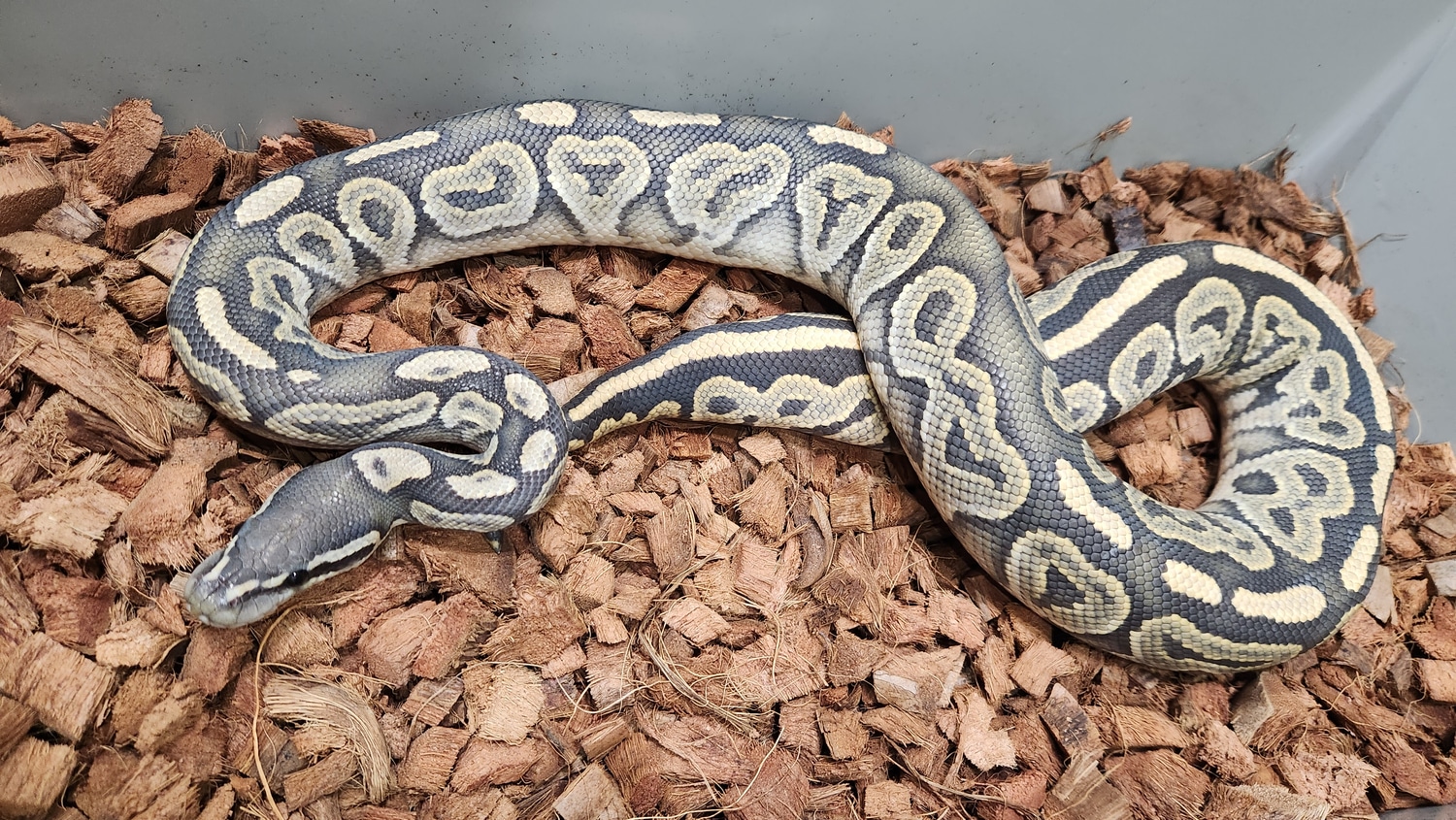 Black Pastel Hypo Proven Breeder RTB FREE SHIPPING! Ball Python by ...