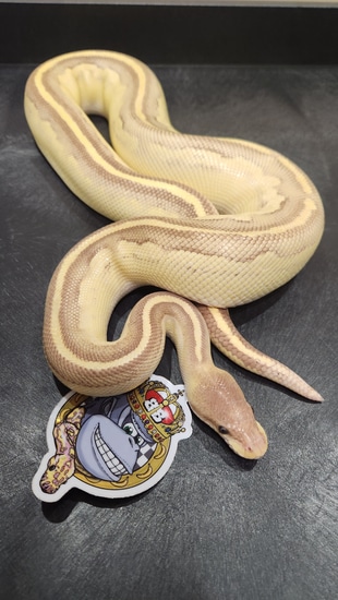 Proven Breeder ♂️ Banana Bongo OD Mohave 💯 Het Hypo 1000g+... FREE ...